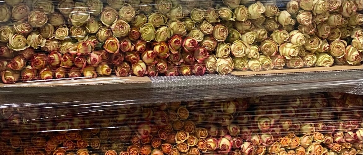 Import plants and flowers from Holland