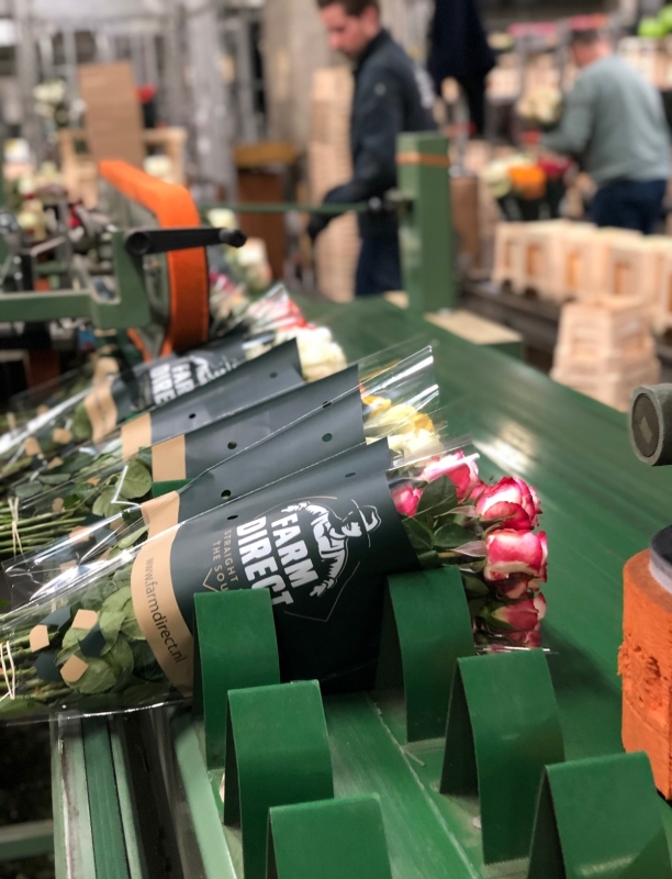 Farm Direct - Premium Roses from Ecuador